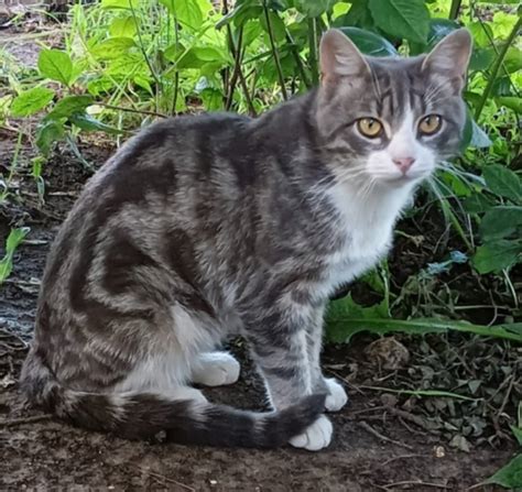 Москва Срочно нужен дом Молодой котик живёт у огромного дома где закрыт подвал спит в кустах