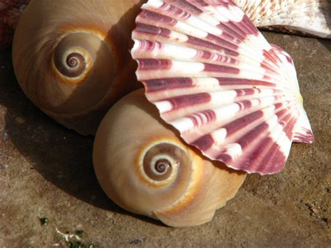 Denise Davies Photography Shells Patterns And Textures