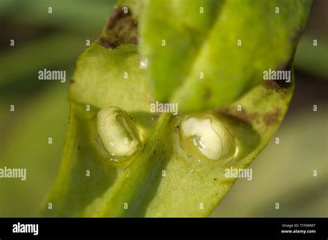 Newt Eggs Hi Res Stock Photography And Images Alamy