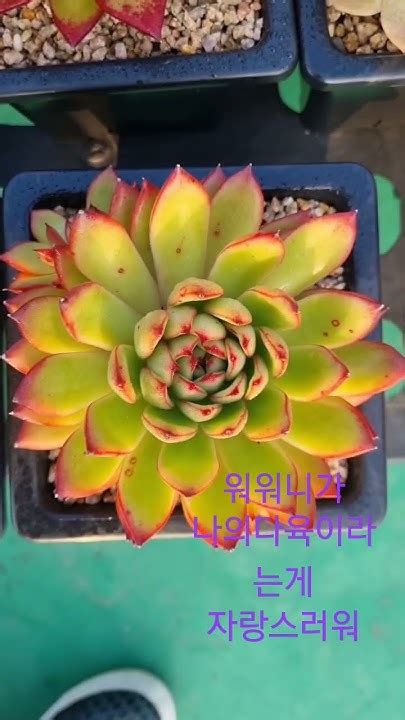 다육사랑 Youtube