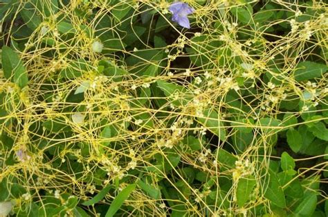 生活小常識菟絲子的功效與作用 菟絲子怎麼吃 愛我窩