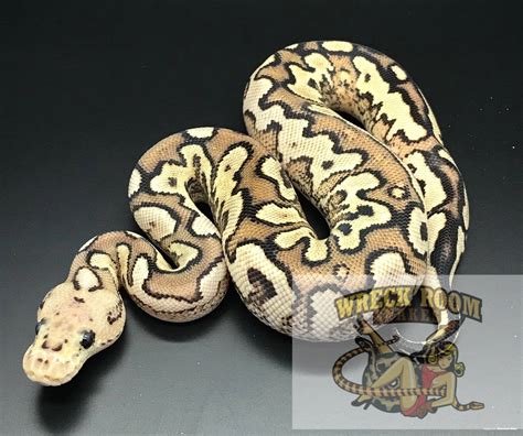 1st Class Pythons Added A New Photo 1st Class Pythons