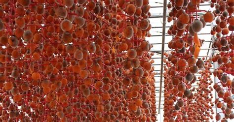 가을장마로 곰팡이 핀 완주 곶감