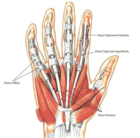 Finger Pulley Injuries Symptoms And Available Treatments