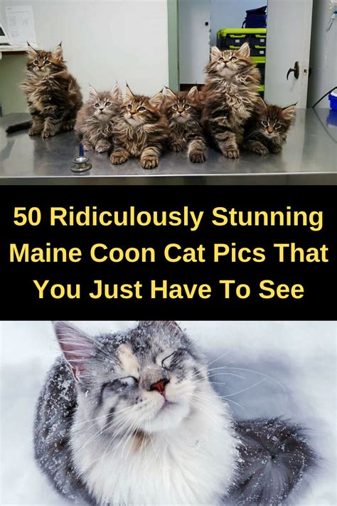 50 Ridiculously Stunning Maine Coon Cat Pics That You Just Have To See