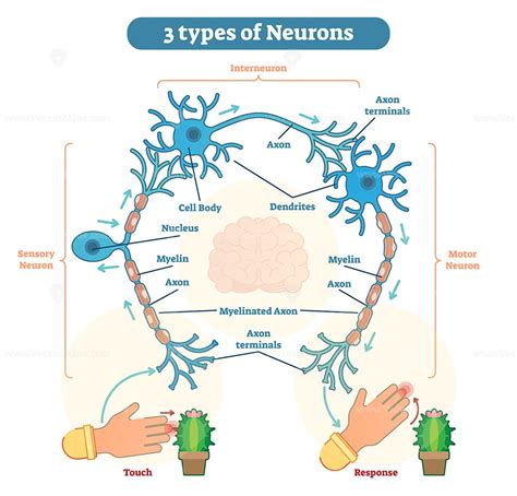 Types Of Neurons Sensory Intereuron Motor Vectormine