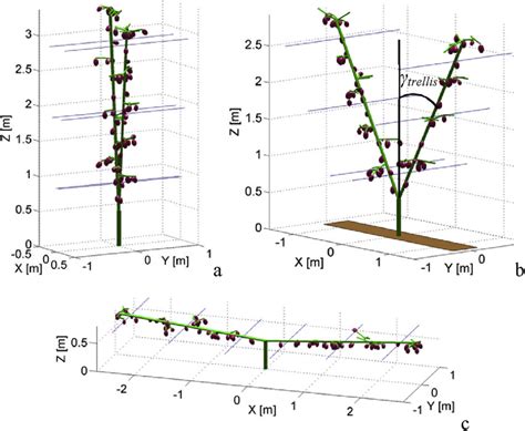 E Three Simulated Trees Shaped By The Y Trellis Method With Different E Three Simulated Trees Shaped By The Y Trellis Method With Different