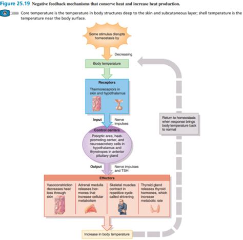 negative feedback loop body temperature regulation