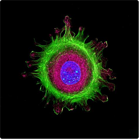 Single Cell Isolation Method Could Revolutionize Live Cell Imaging