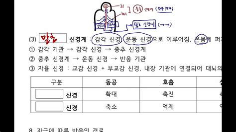 [중3] [4단원 자극과 반응 ] 7 말초 신경계 교감 신경 부교감 신경 Youtube