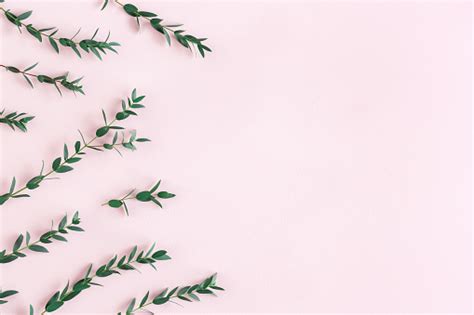 꽃 조성물 유칼립투스는 분홍색 배경에 나뭇잎 봄 개념입니다 플랫 레이 상단 보기 복사 공간 0명에 대한 스톡 사진 및 기타 이미지 Istock