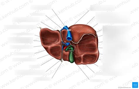 Diagram Of Liver Surface Anatomy Quizlet