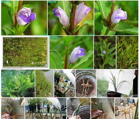 大花水蓑衣 Hygrophila megalantha 拉丁名学名属名科名植物生活型图片