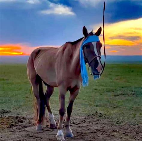 Ирж буй зуны сардаа амжилт бүтээлээр айргаар дүүрэн байг ээ🙏🏻🇲🇳🔥 By 𝓂𝒶𝓃𝓁𝒶𝒾facebook