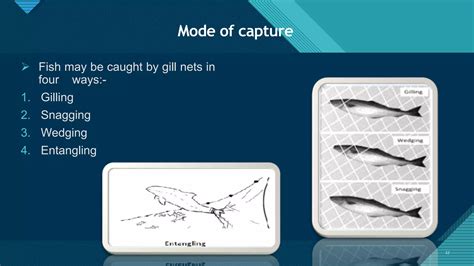 Gill Net Pptx