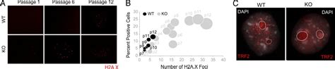 Runx2 Deficiency And Defective Subnuclear Targeting Bypass Senescence