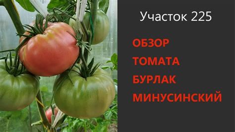 Томат Бурлак Минусинский. Обзор сорта. Выращивание томата в Сибири ...