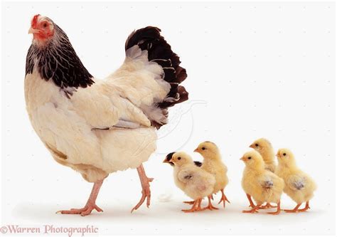 Hens And Chicks Animals Pet Birds