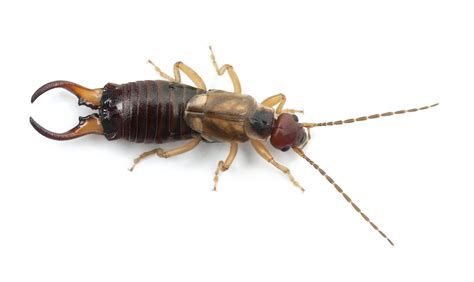 Common Pests Earwigs Aantex Pest And Termite Control