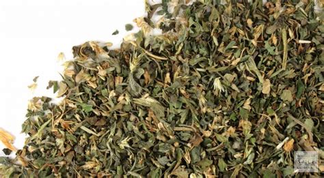 200 Heirloom Catnip Seeds Catmint Honest Seed Co