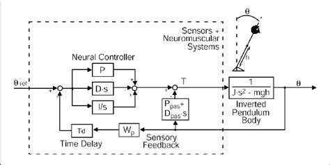 Model Simulation Describing Perturbed Stance The Model Includes A