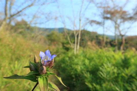 2015年 野草撮影から 46 野草風薫