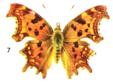 Les Insectes Polygonia C Album Zadi Bridge 2025