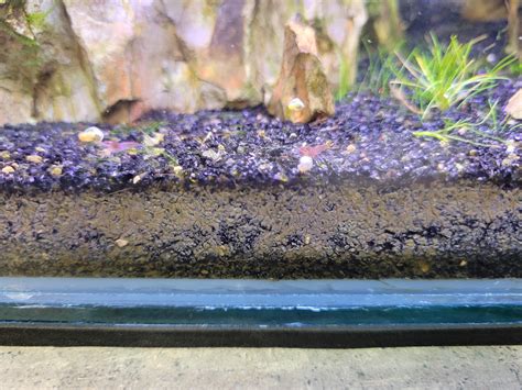 Detritus Buildup In Substrate Rplantedtank