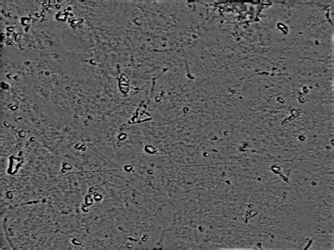 Figure 4 From 3d Surface Roughness Characteristics For Biological Applications Semantic Scholar