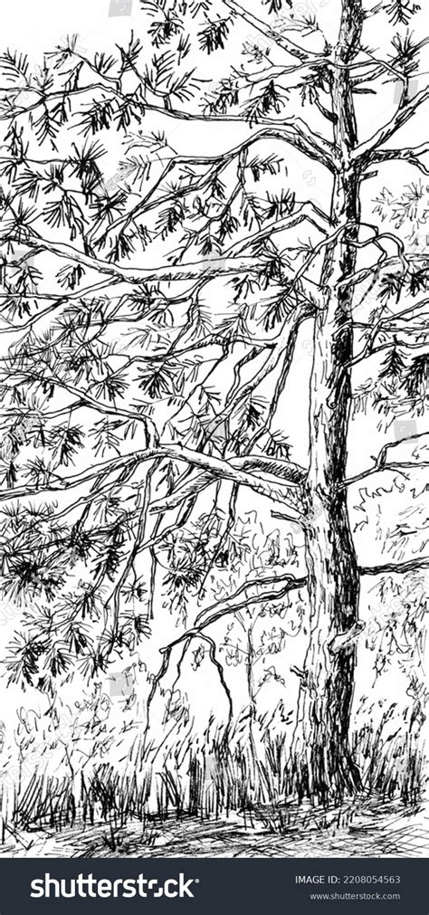 Pine Forest Sketch Images Stock Photos Vectors Shutterstock