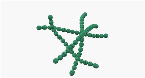 3d Streptococcus Pyogenes Bacteria Turbosquid 1303610