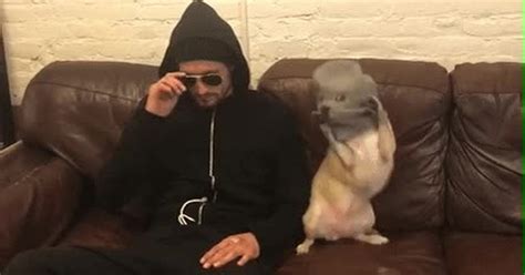 ¡vaya  Dicen Que Los Perros Se Parecen A Sus Humanos