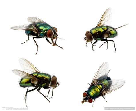 苍蝇摄影图 其他生物 生物世界 摄影图库 昵图网