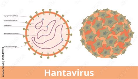 Orthohantavirus Hantavirus Infections In Humans Are Associated With