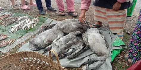 Dvb ပူတာအိုတွင် ထိန်းသိမ်းကာကွယ်ရမည့် တောရိုင်းတိရစ္ဆာန်နှင့်ရှားပါးင