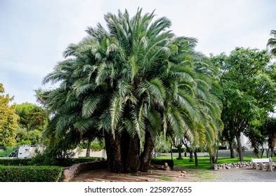 1 899 Tree With Multiple Trunks Images Stock Photos Vectors