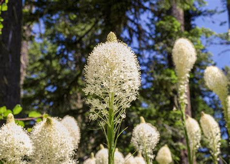 Bear Grass