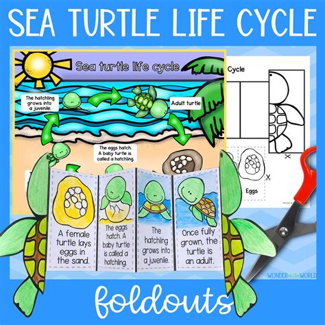 Sea Turtle Life Cycle
