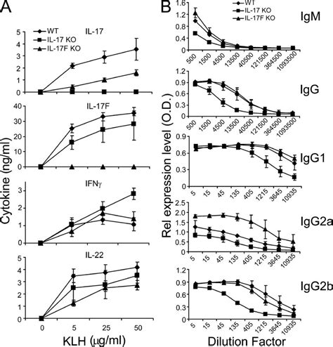 Analysis Of T And B Cell Responses In Il 17 And Il 17f Ko Animals