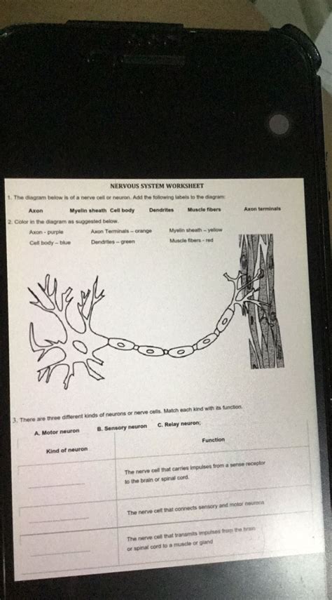 Nervous System Worksheet 1 The Diagram Below Is Of A Nerve Cell Or Neuron Add The Following