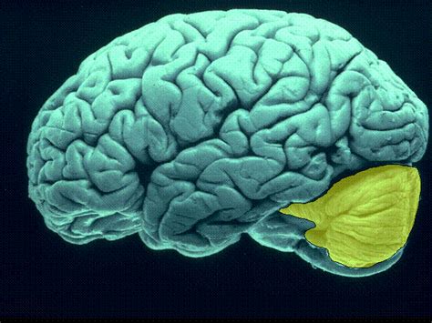 Cerebellum
