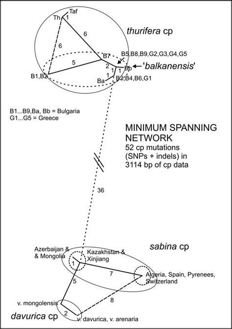 Minimum Spanning Network Based On 52 Mutations Snps Indels In 4 Cp Download Scientific