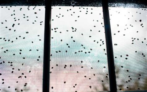 How To Use Ladybug Traps To Get Rid Of Ladybugs In Your Home Miche