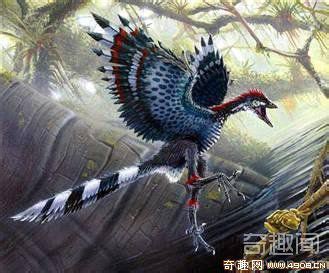多图 细数鸟类由恐龙进化而来九大证据 未解之谜 奇趣闻