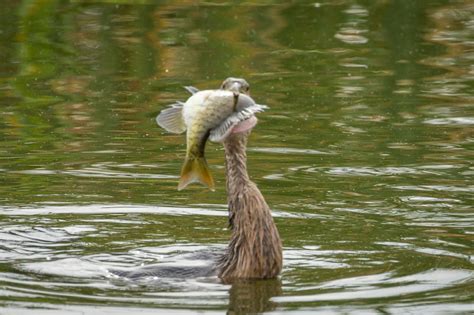 Big Gulp Part 4 Great Bird Pics
