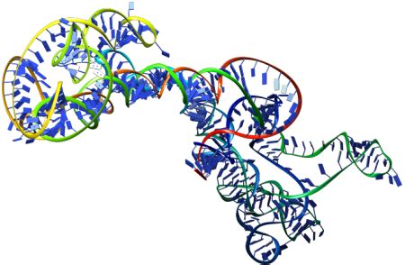 Prediction Of D Structure Folding Of A RNA Sequence