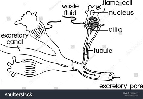 Coloring Page Flatworm Flame Cell Structure Stock Vector Royalty Free 1923148475 Shutterstock