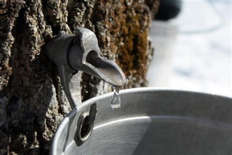 Tapping Maple Trees Homesteading Skills