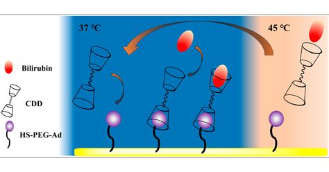 Thermoresponsive Self Assembled β Cyclodextrin Modified Surface For