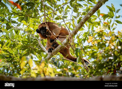 A Lumholtz S Tree Kangaroo Sitting High Up In A Tree In The Atherton Tablelands Queensland